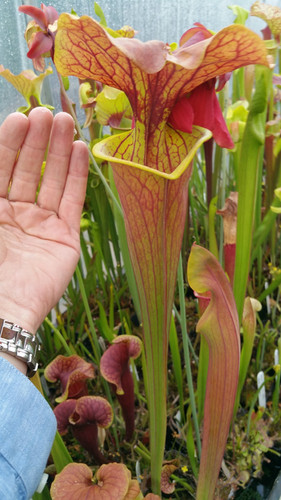 Sarracenia Flava Rugelii Giant F18 MK X Flava Kimber red ruffle ; (OBF2 ...