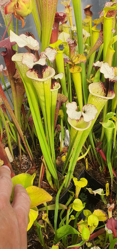 Leah Wilkerson x Adrian Slack, own crossing (OBH90) | Sarracenia Addiction