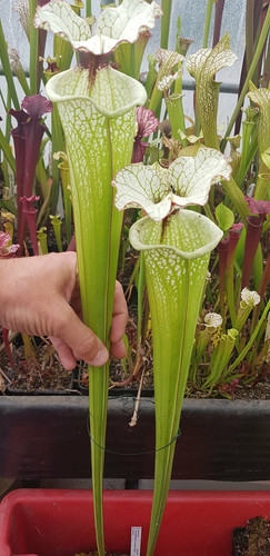 Sarracenia Leah Wilkerson x Adrian Slack clone D, MS | Sarracenia Addiction