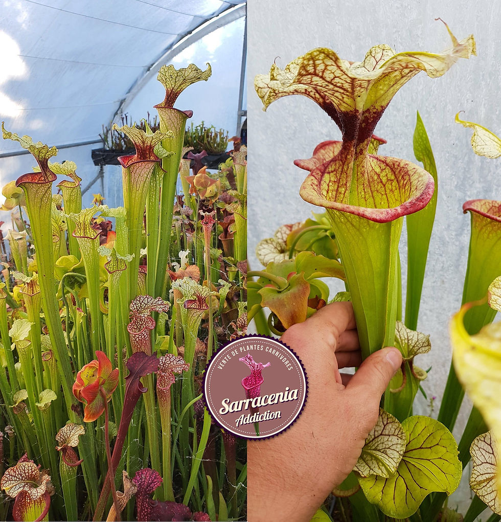 68) Sarracenia seeds 2024-2025 / carnivorous plants rare | Sarracenia ...