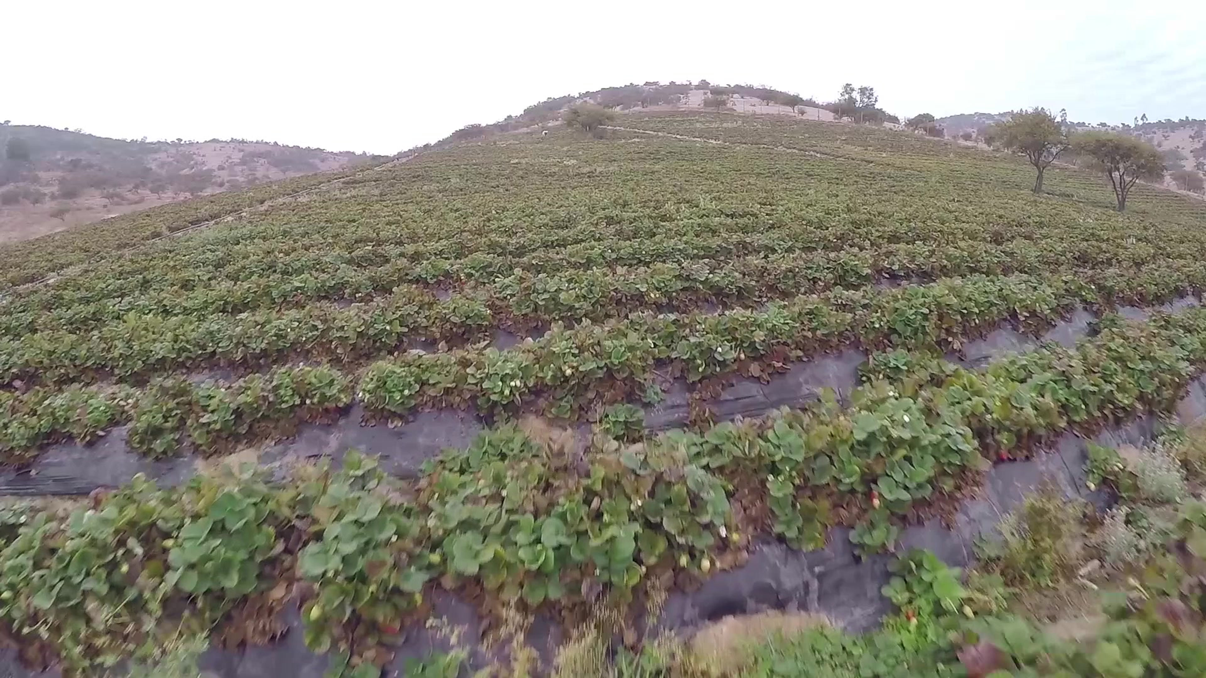 Home | South Am Freeze Dry