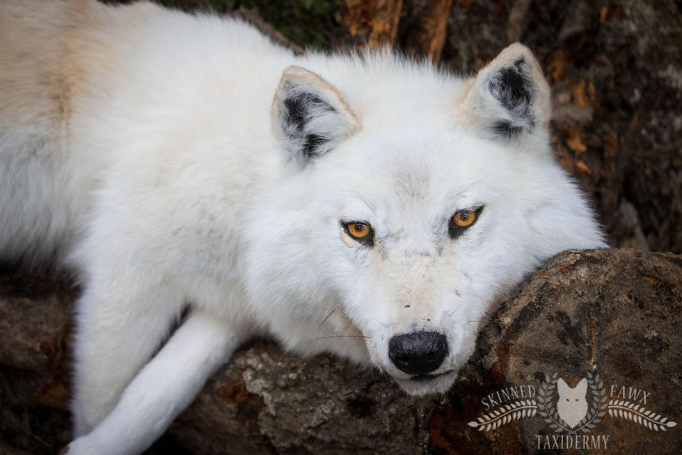 Soft Mounts | skinnedfawxtaxidermy