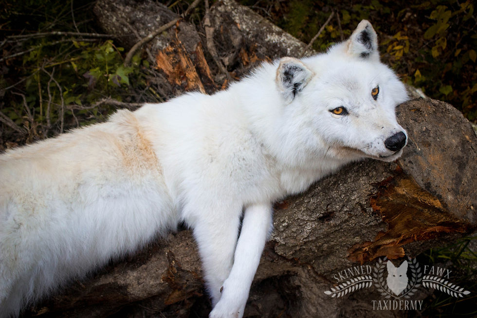 Soft Mounts | skinnedfawxtaxidermy