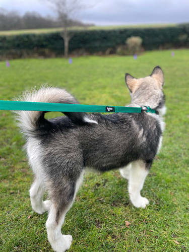 Husky Tails Standard Lead | Husky Tails UK