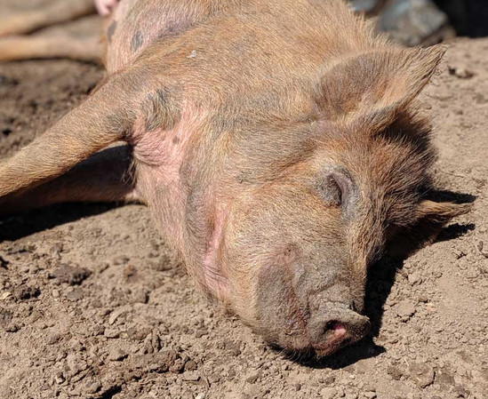 Charlotte | Brisbane Rescue | Deathrow Unchained Animal Sanctuary