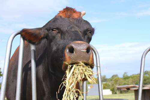 Shout our Animals Hay for a Week | Deathrow Unchained