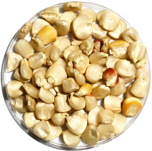 Kamba Maize | G-BiACK Seed Bank