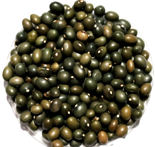 Green Army Beans | G-BiACK Seed Bank