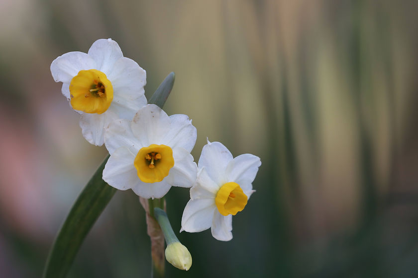 Our Team | The Wise Owl