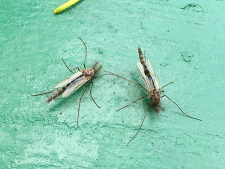 Lake Flies in South Florida: 7 Proven Tips for Getting Rid of Lake ...