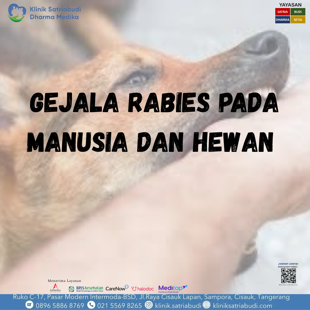 Mengenal Gejala Rabies pada Manusia dan Hewan | Hospital