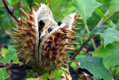 Stramonium (Datura stramonium) | Seeds Hunters