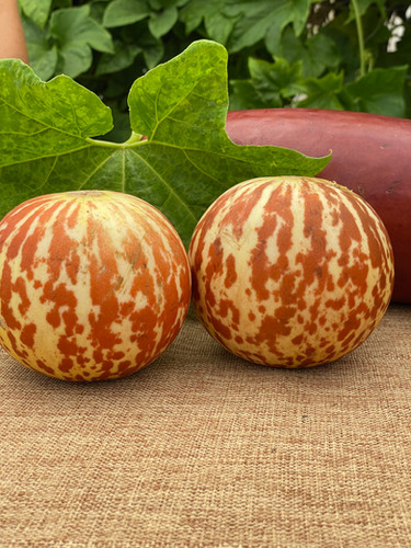 Tigger Melon (Cucumis melo) | Seeds Hunters