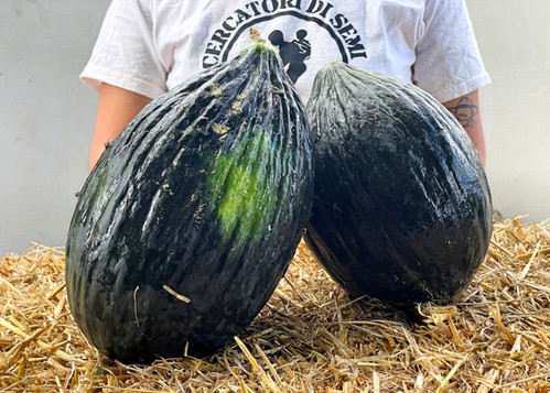 Late Neapolitan Green Melon (Cucumis melo) | Seeds Hunters