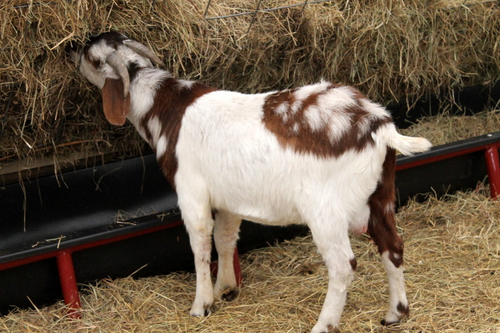 Medium Goat | jbfarms
