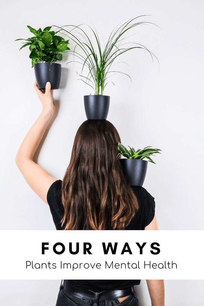Four Ways Houseplants Improve Our Mental Health