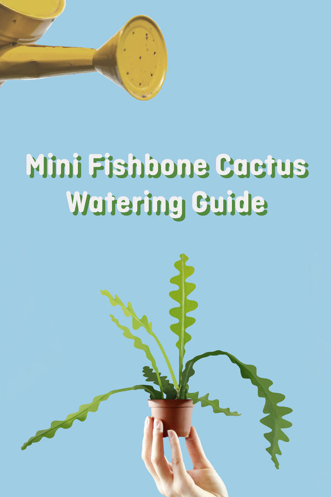 Mini Fishbone Cactus Watering Guide