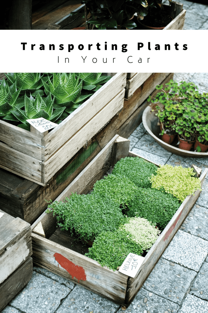 Transporting Plants in Your Car