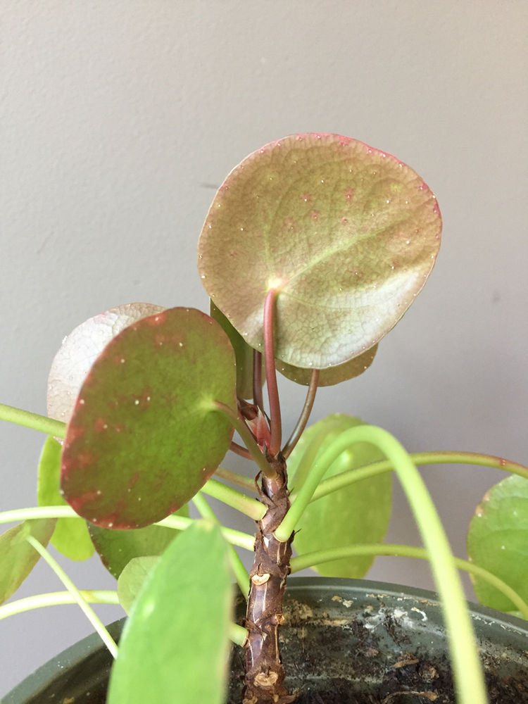 4 Reasons Why Your Pilea Is Turning Red