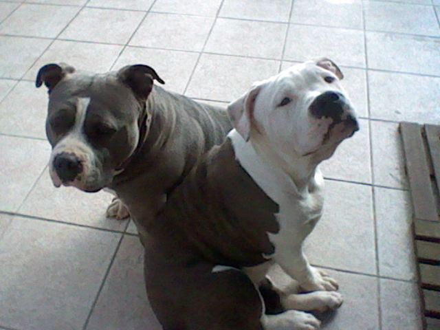 Barbarian bully dog's