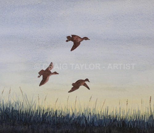 Morning Flight - Ducks | Craig Taylor Artist