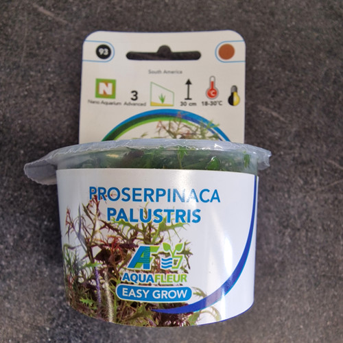 Proserpinaca Palustris Invitro | Byrkley Aquatics