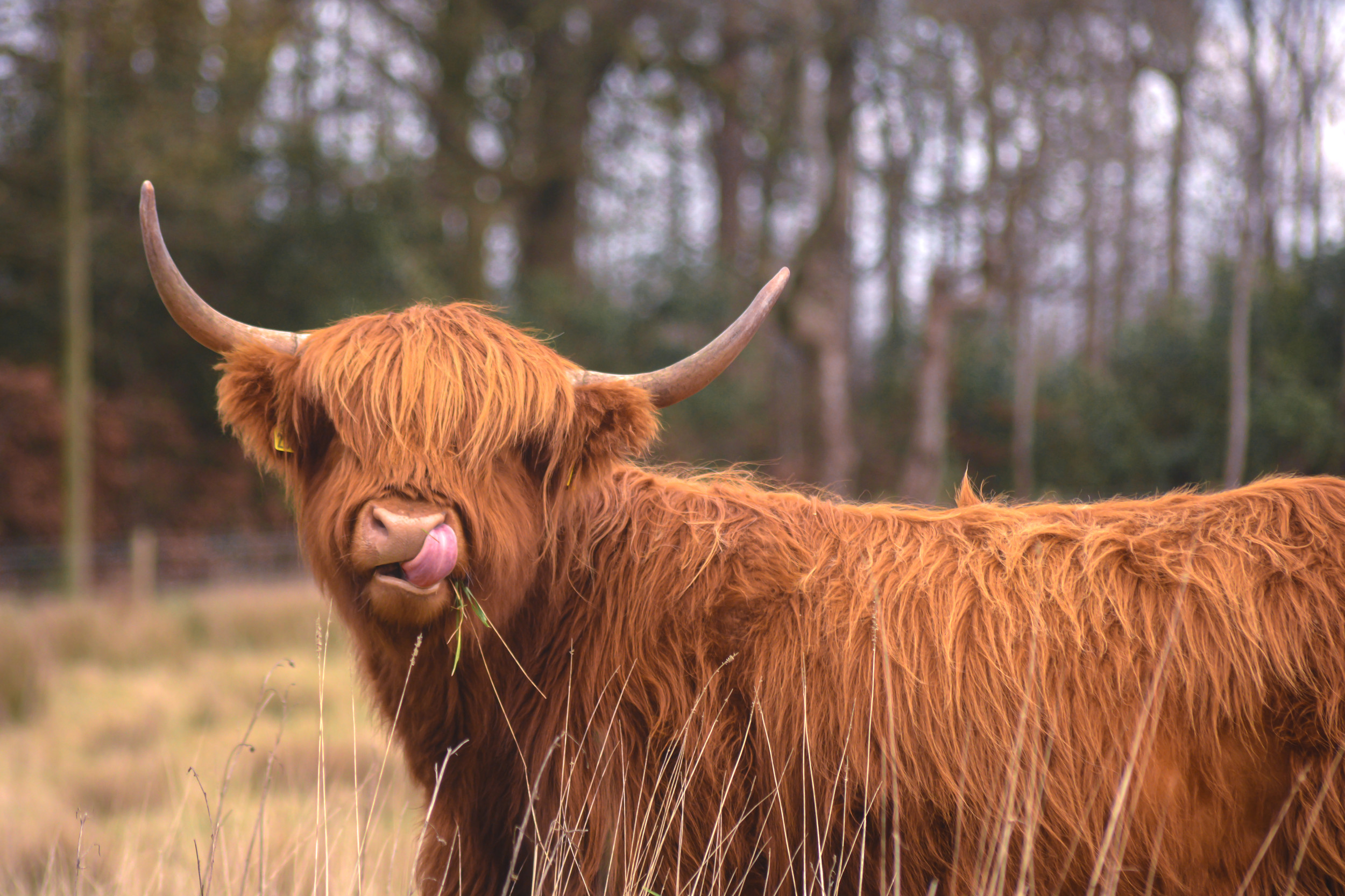 Weekly Farm Tours – Learn, Explore, and Meet the Animals!