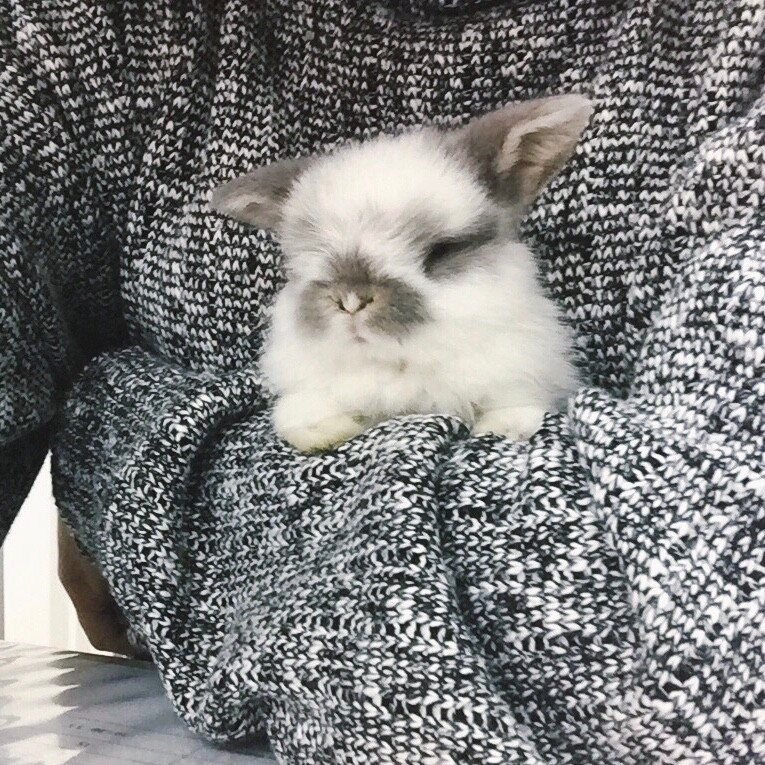 Ugly things u probably didnt know about Rabbits