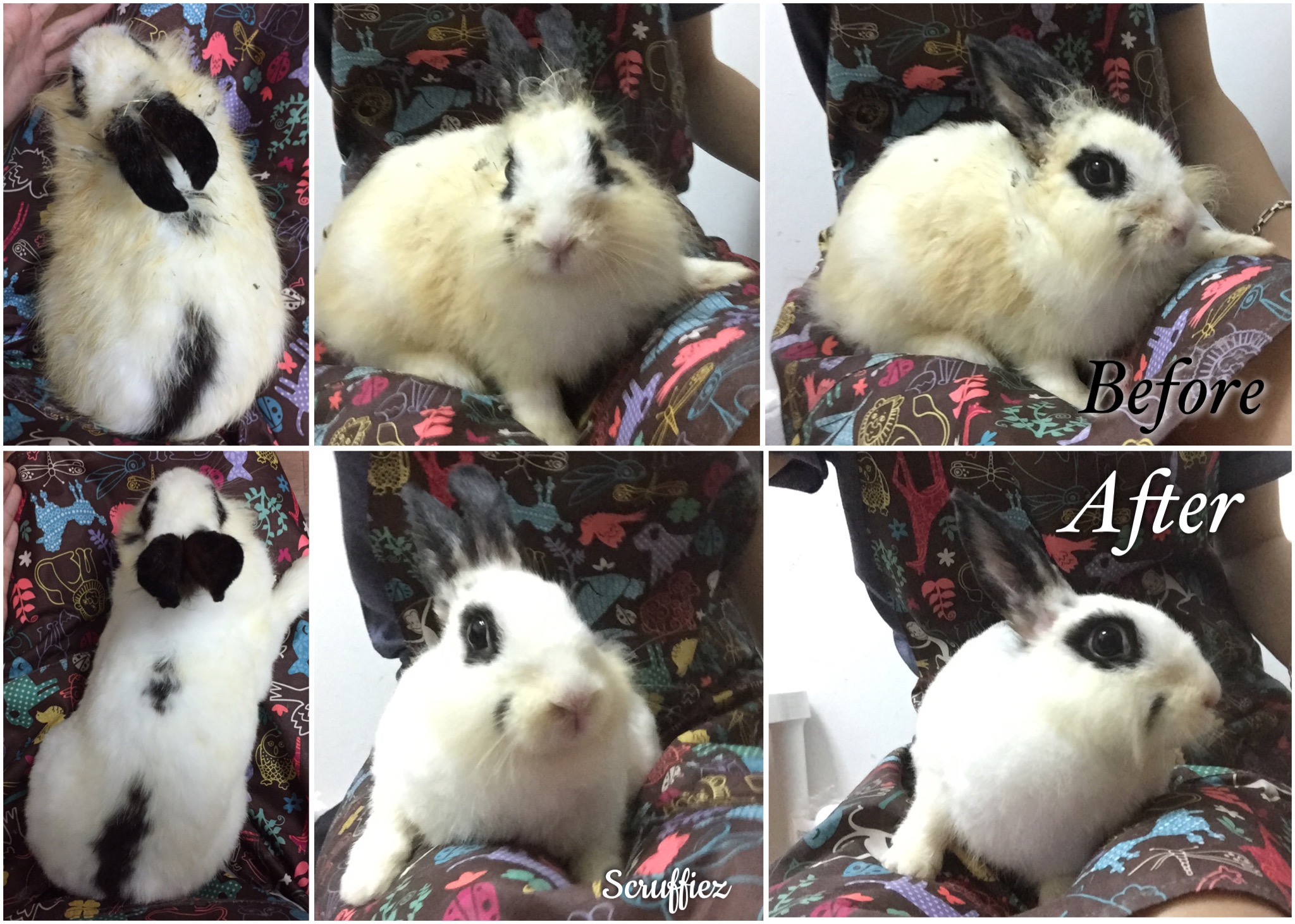 Grooming | scruffiez