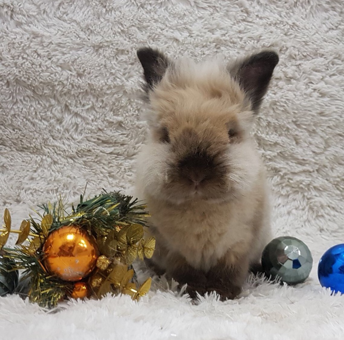 Grooming | scruffiez