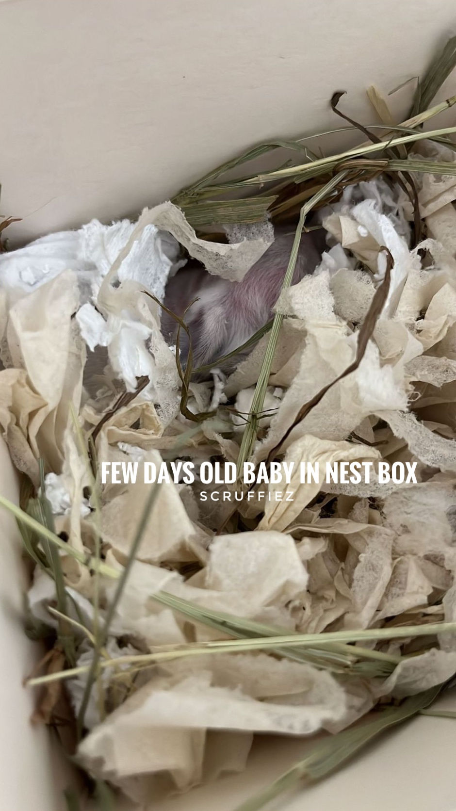 Nursing Baby Rabbits