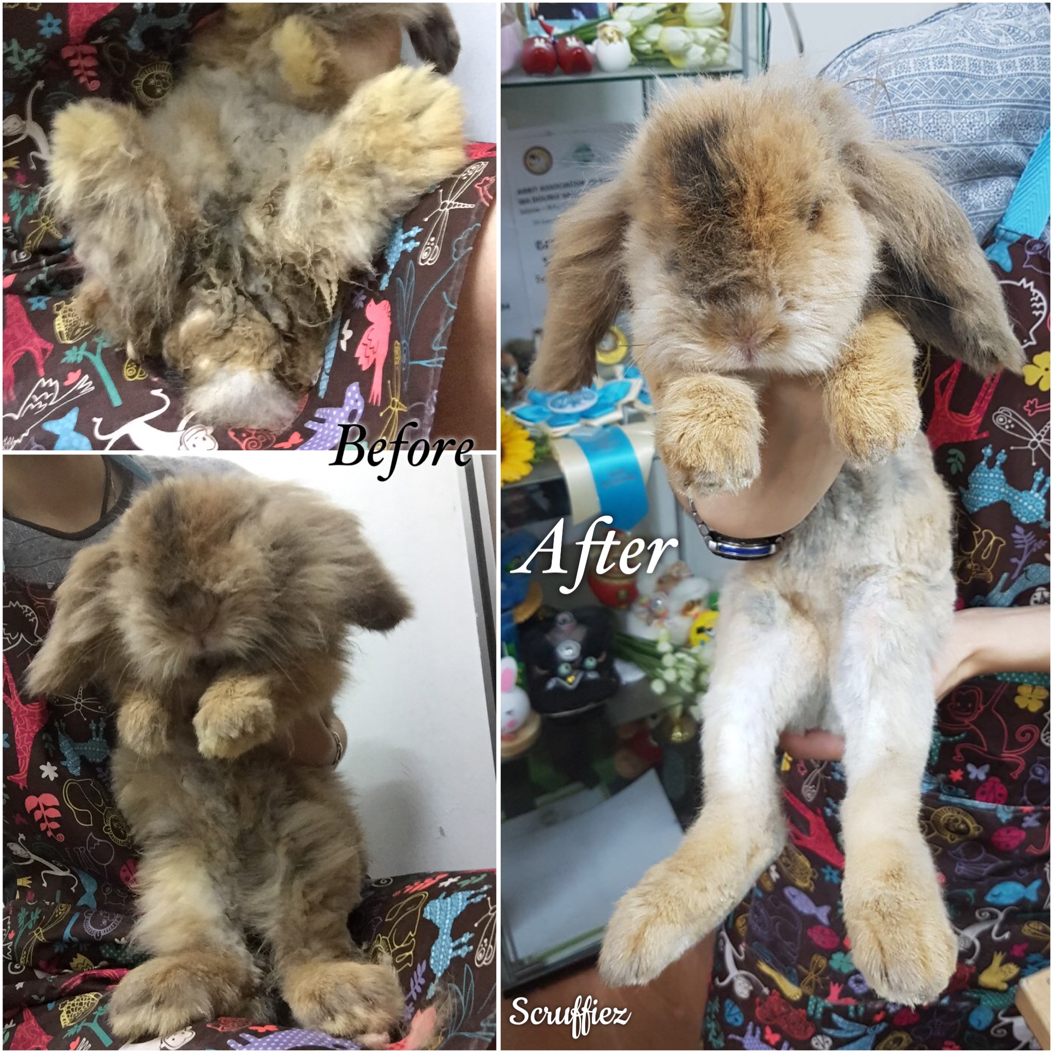 Grooming | scruffiez