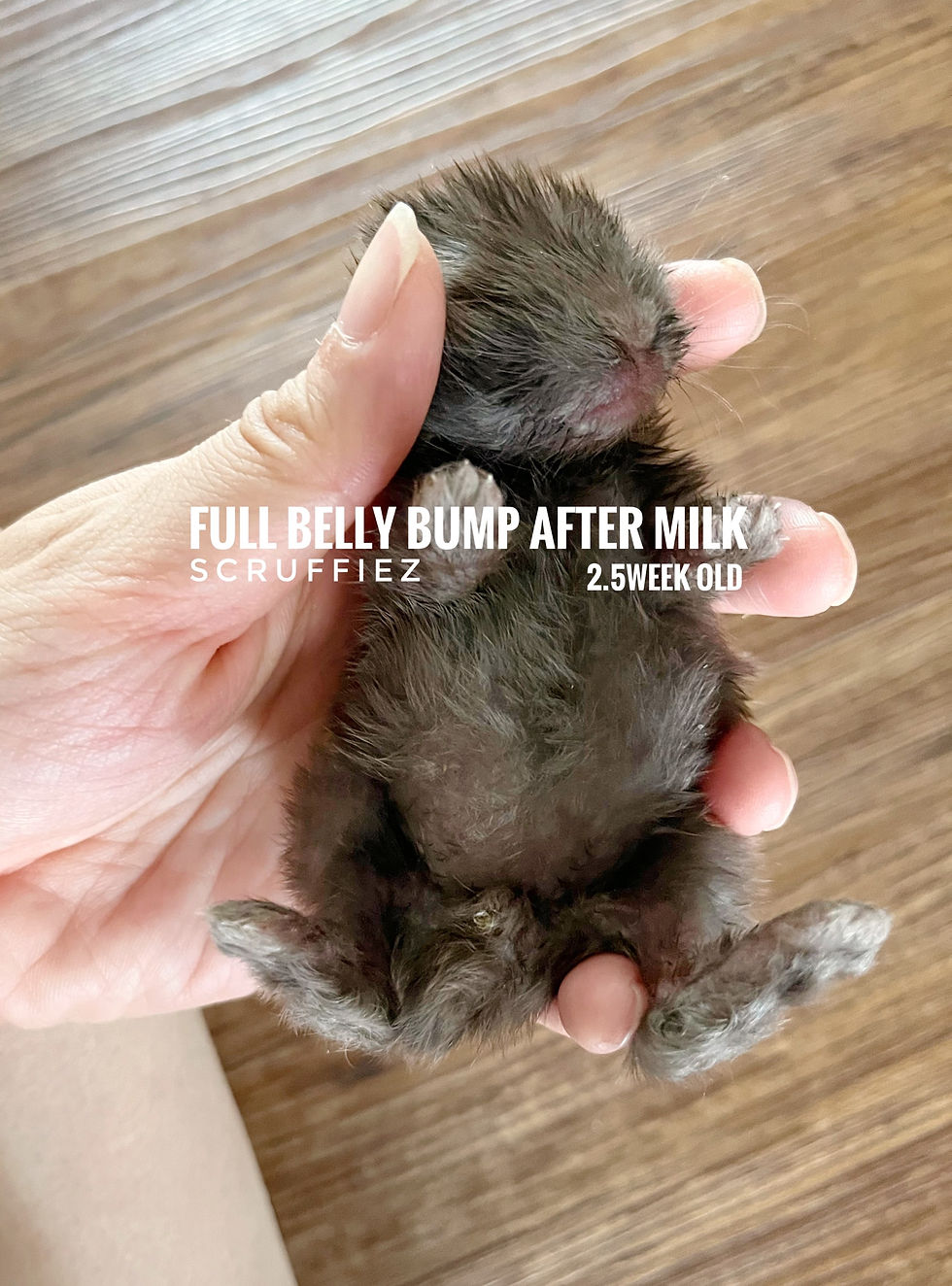 Nursing Baby Rabbits