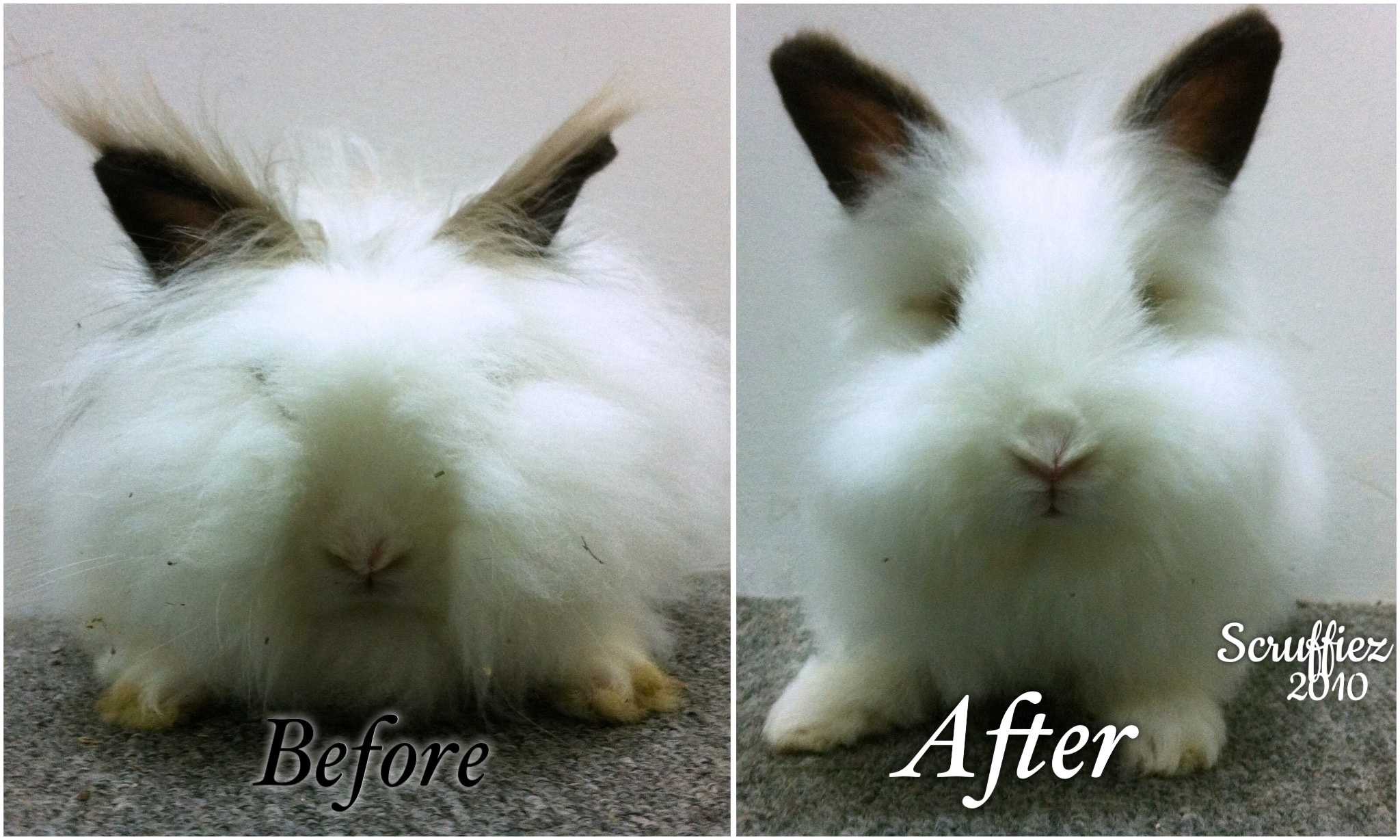 Grooming | scruffiez