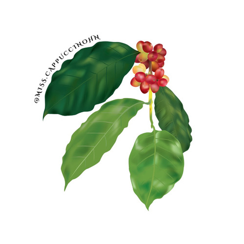 Stickers - Coffee plant (3.8cms) | Miss Cappuccino HN
