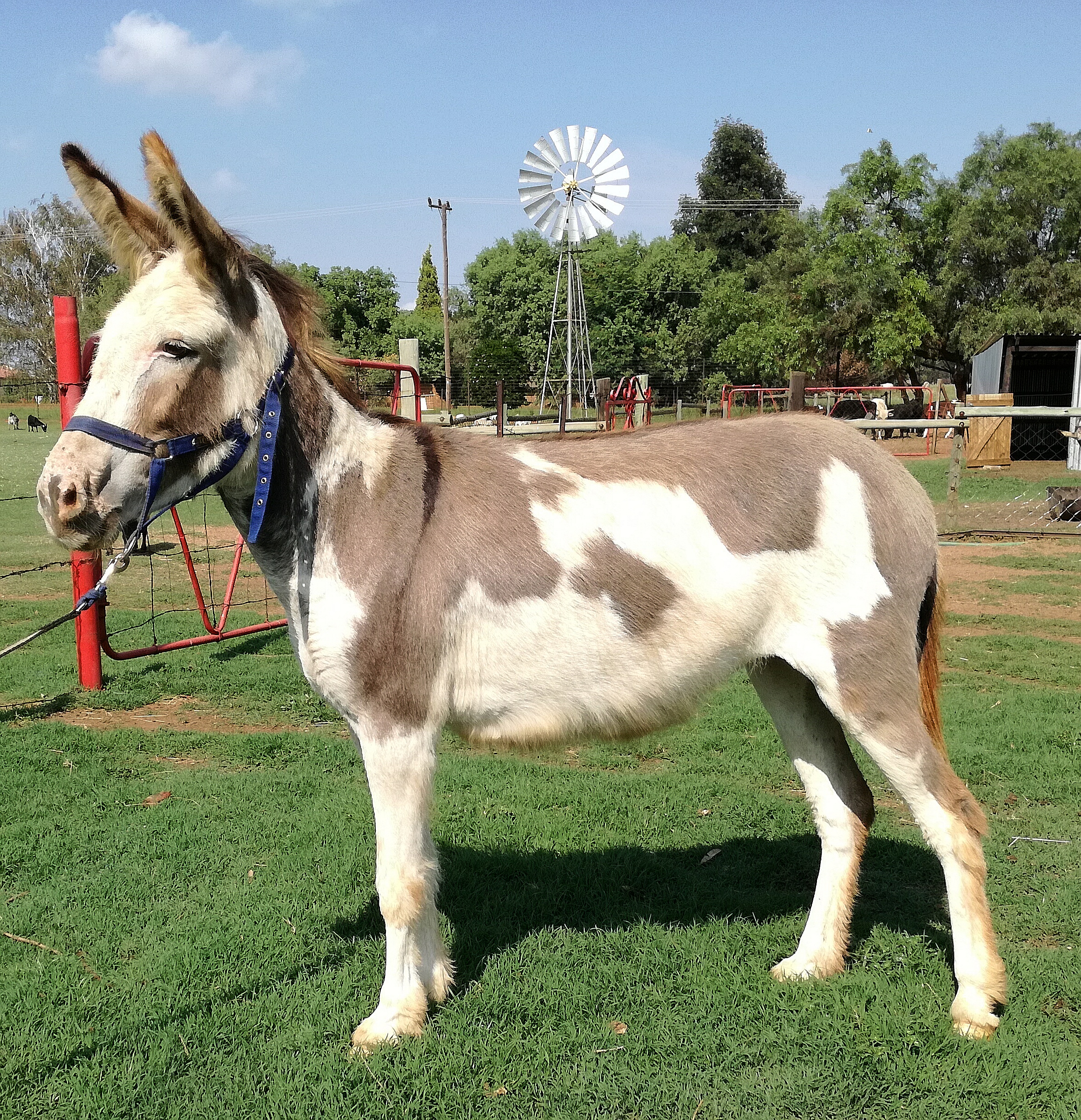 Adult Donkeys | donkeysanddwarfgoats
