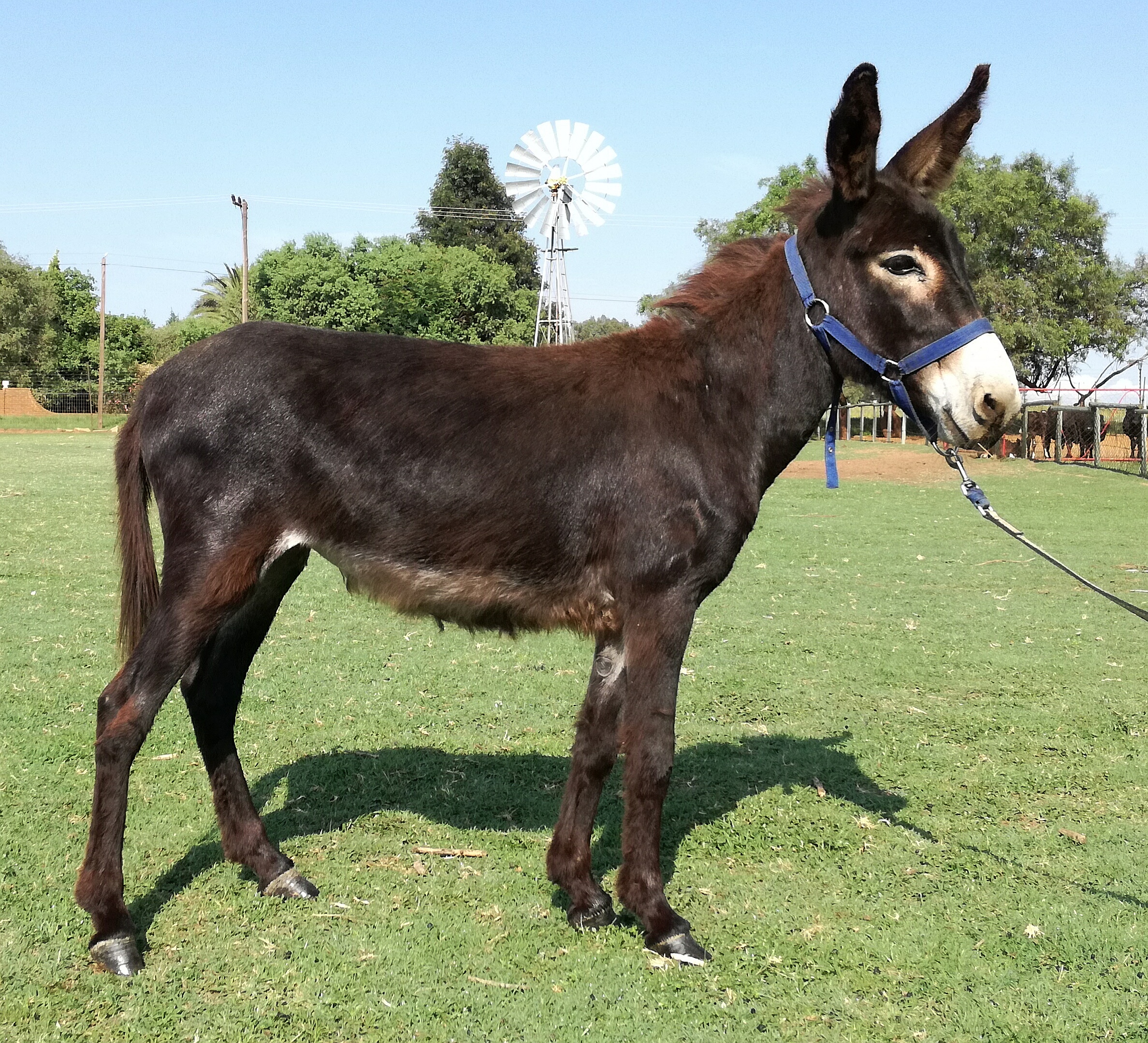 Adult Donkeys | donkeysanddwarfgoats