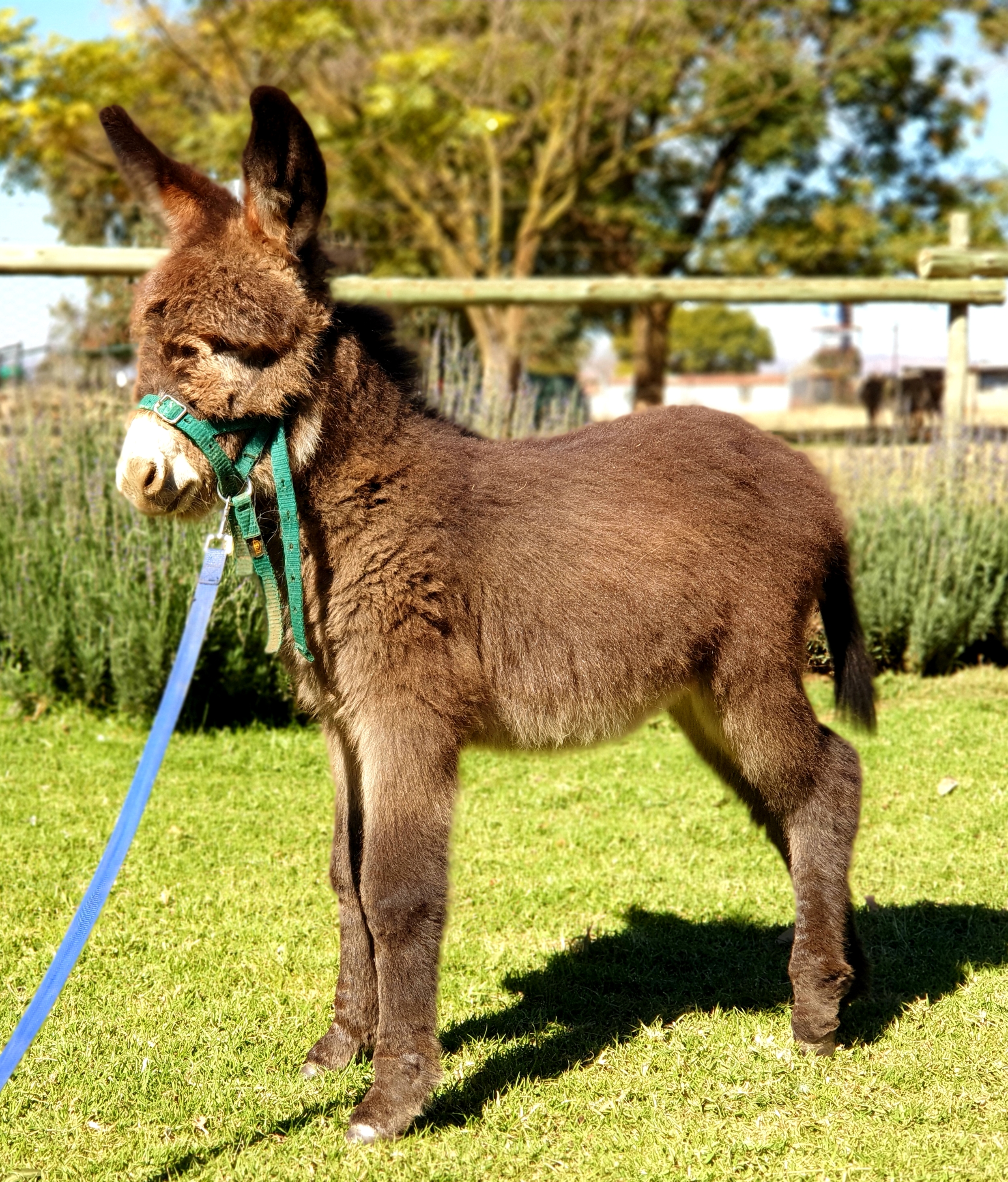 donkeysanddwarfgoats | Donkey Foals