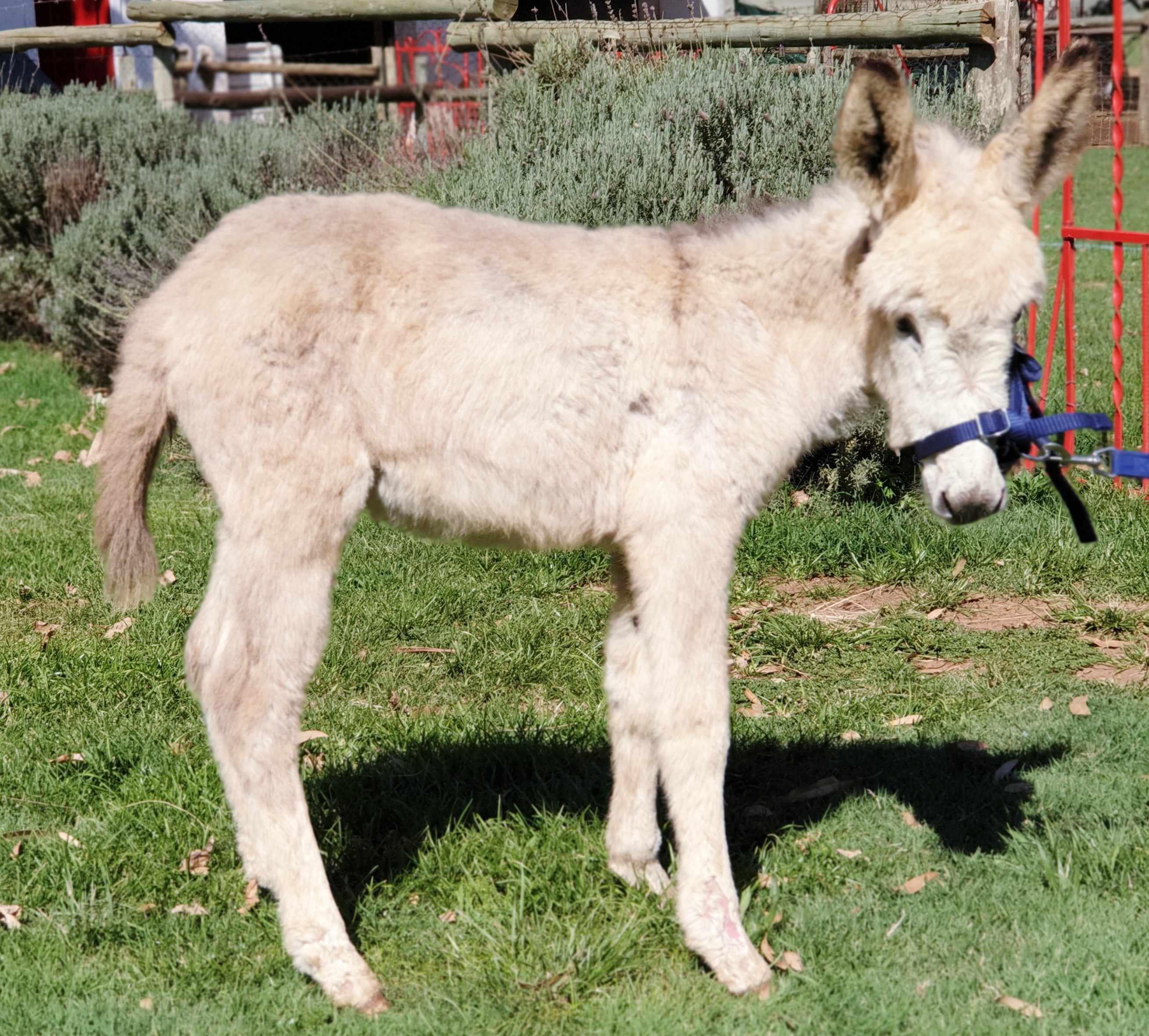Donkey Foals | donkeysanddwarfgoats
