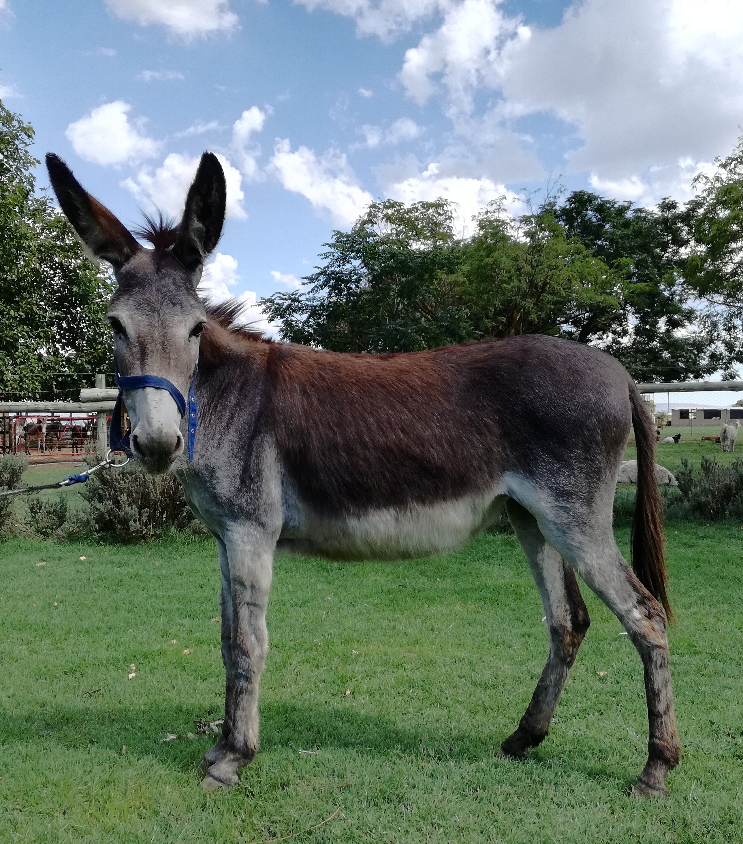 Adult Donkeys | donkeysanddwarfgoats