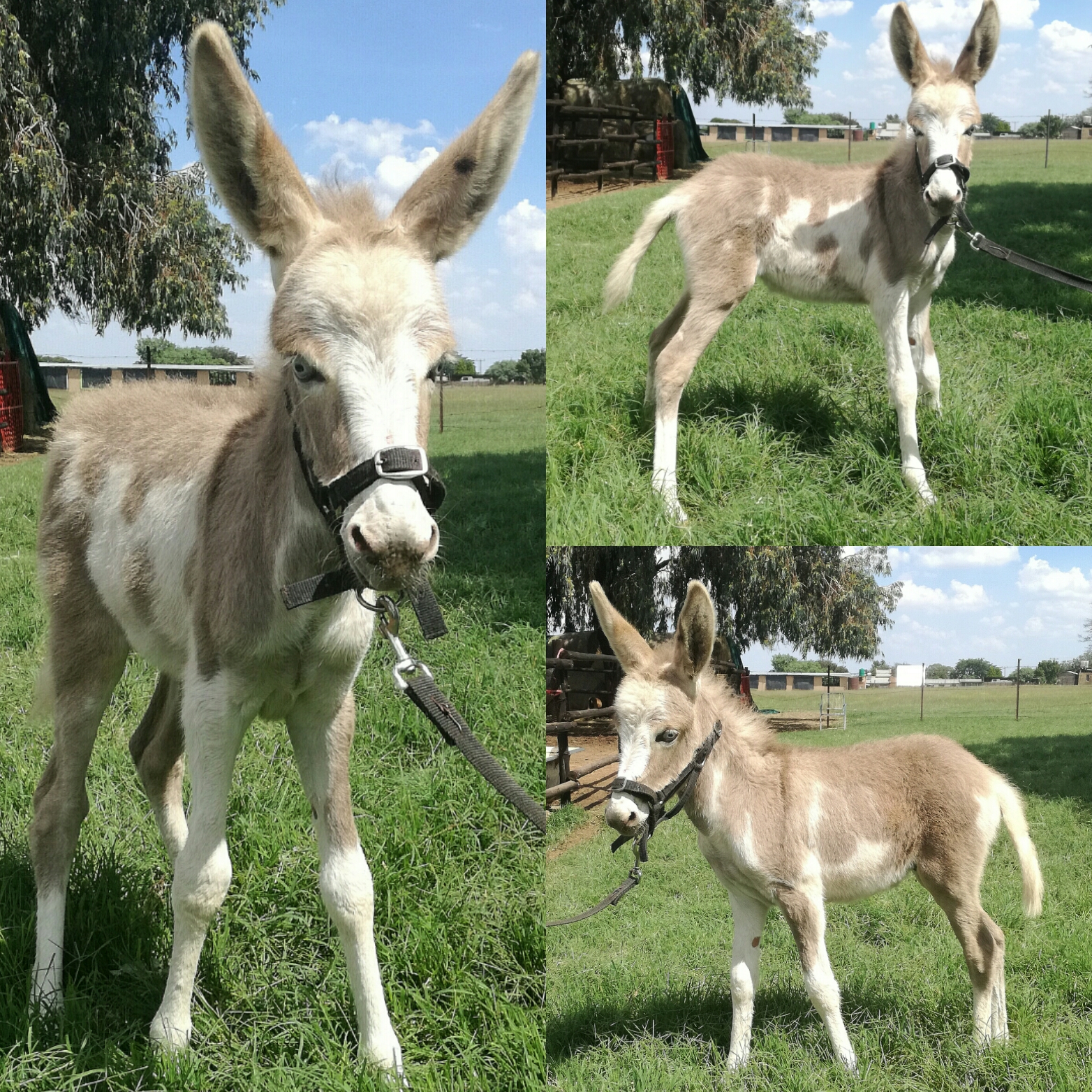 Donkey Foals | donkeysanddwarfgoats