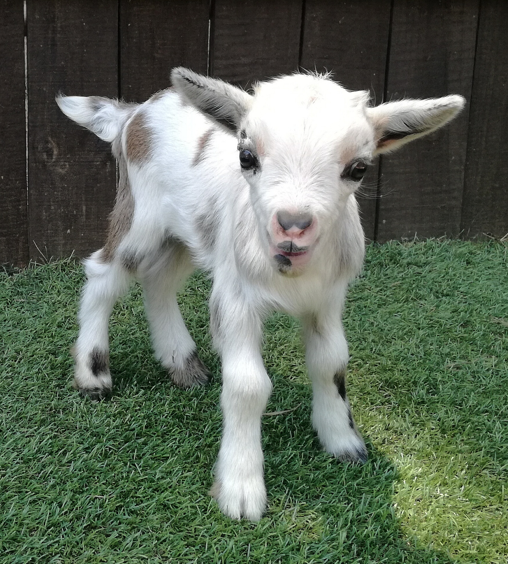 Dwarf Goats | donkeysanddwarfgoats