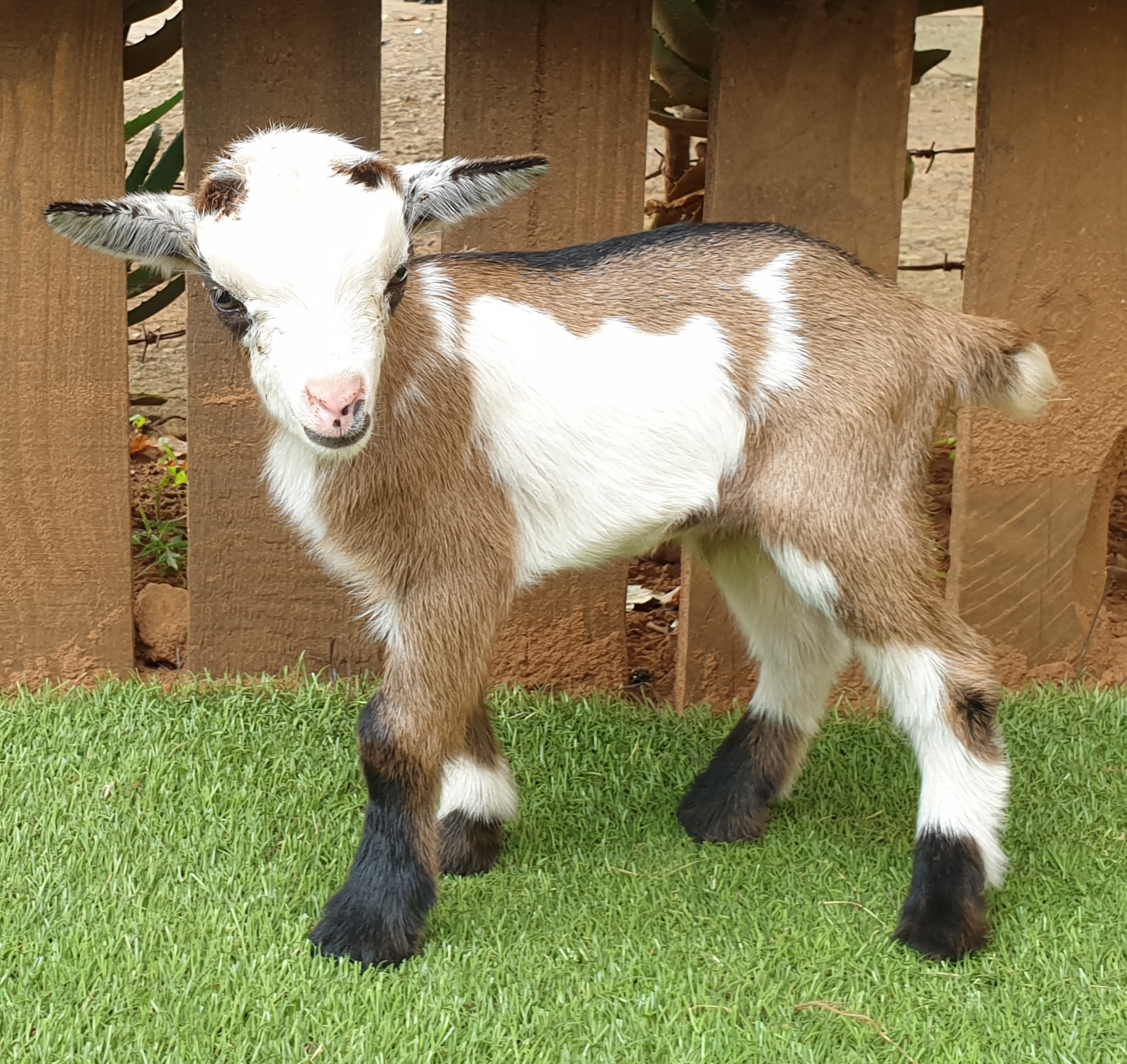 Dwarf Goats | donkeysanddwarfgoats