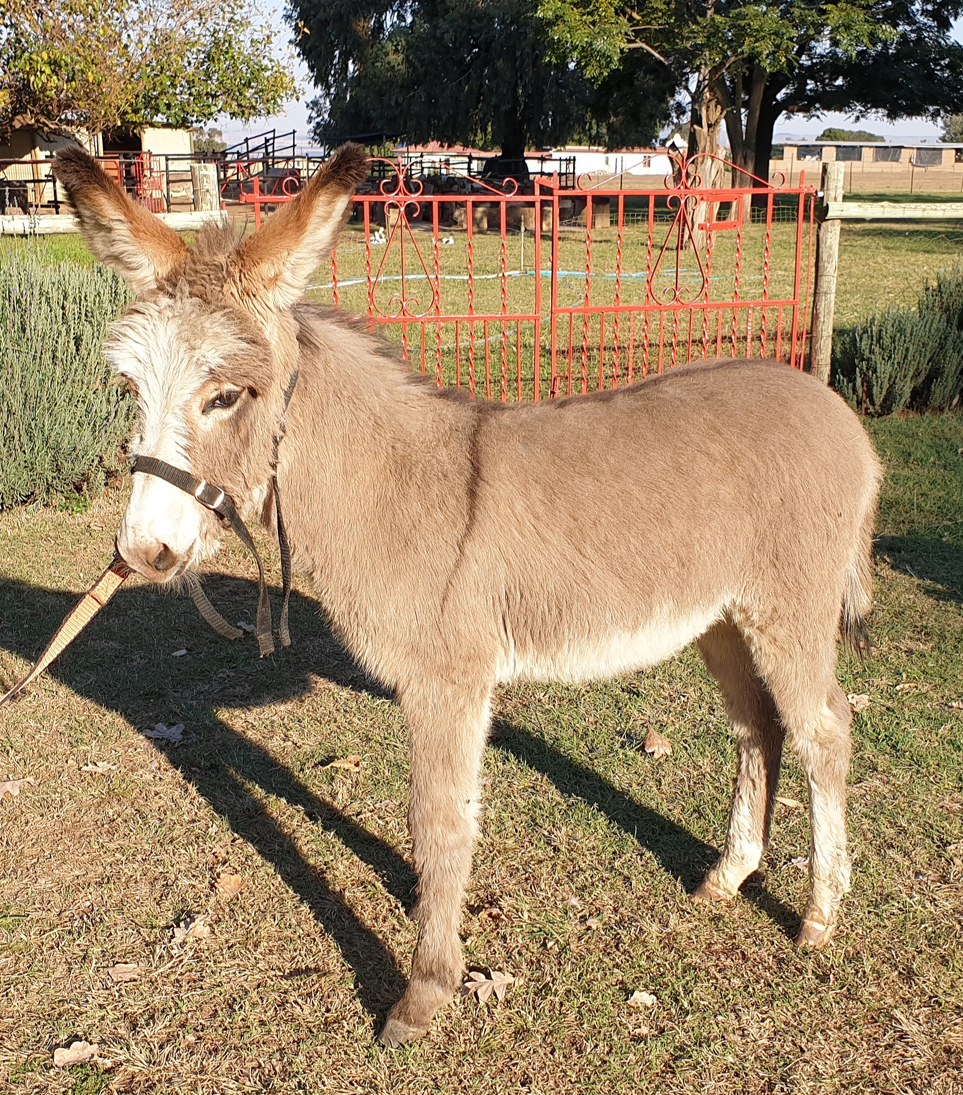donkeysanddwarfgoats | Donkey Foals
