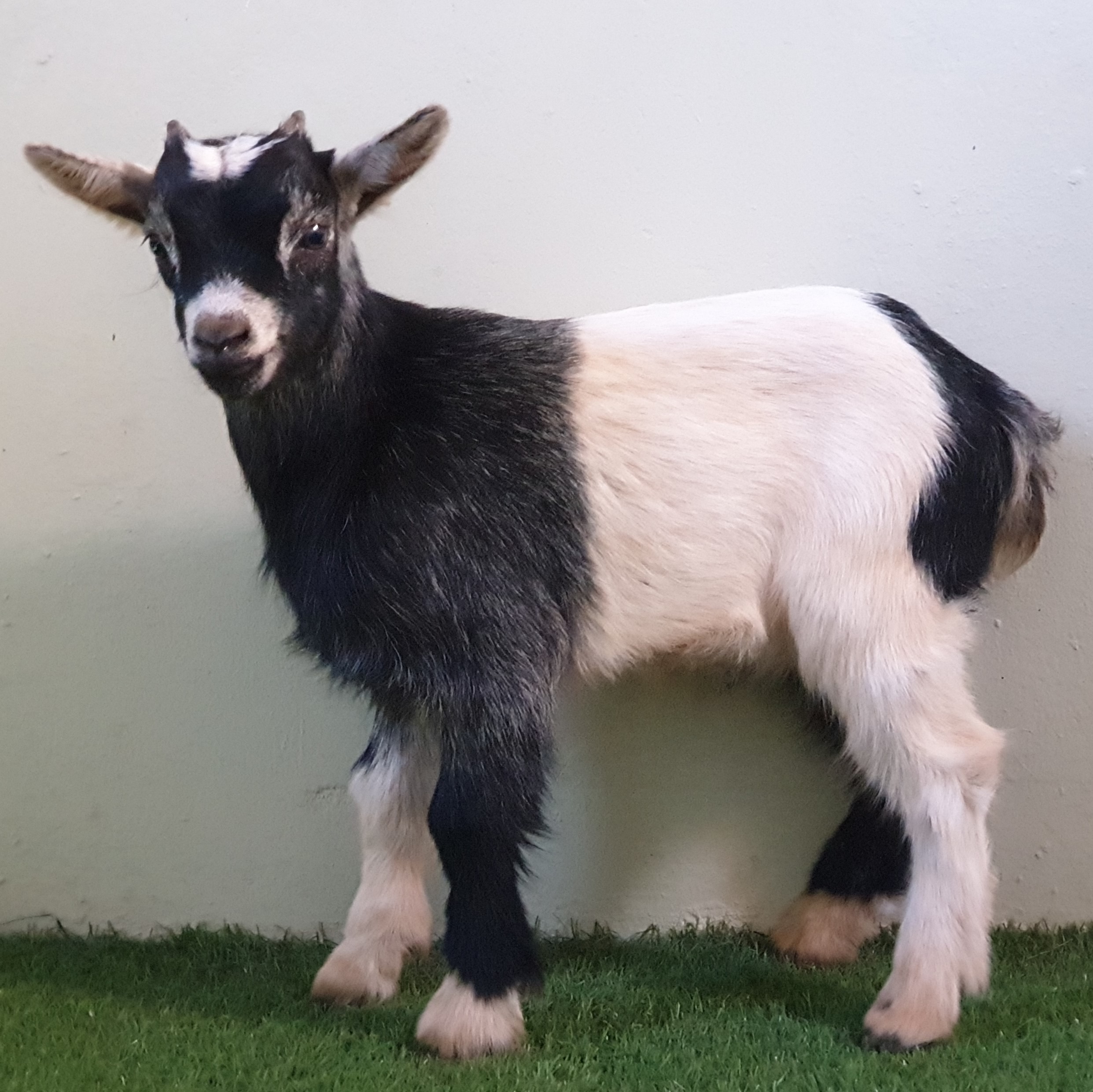 Dwarf Goats | donkeysanddwarfgoats
