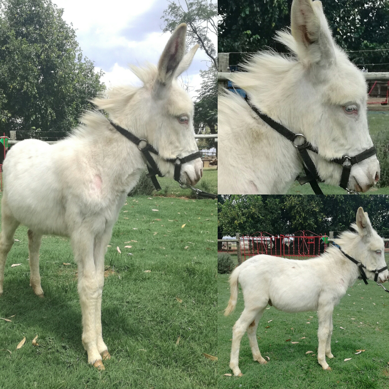 Donkey Foals | donkeysanddwarfgoats