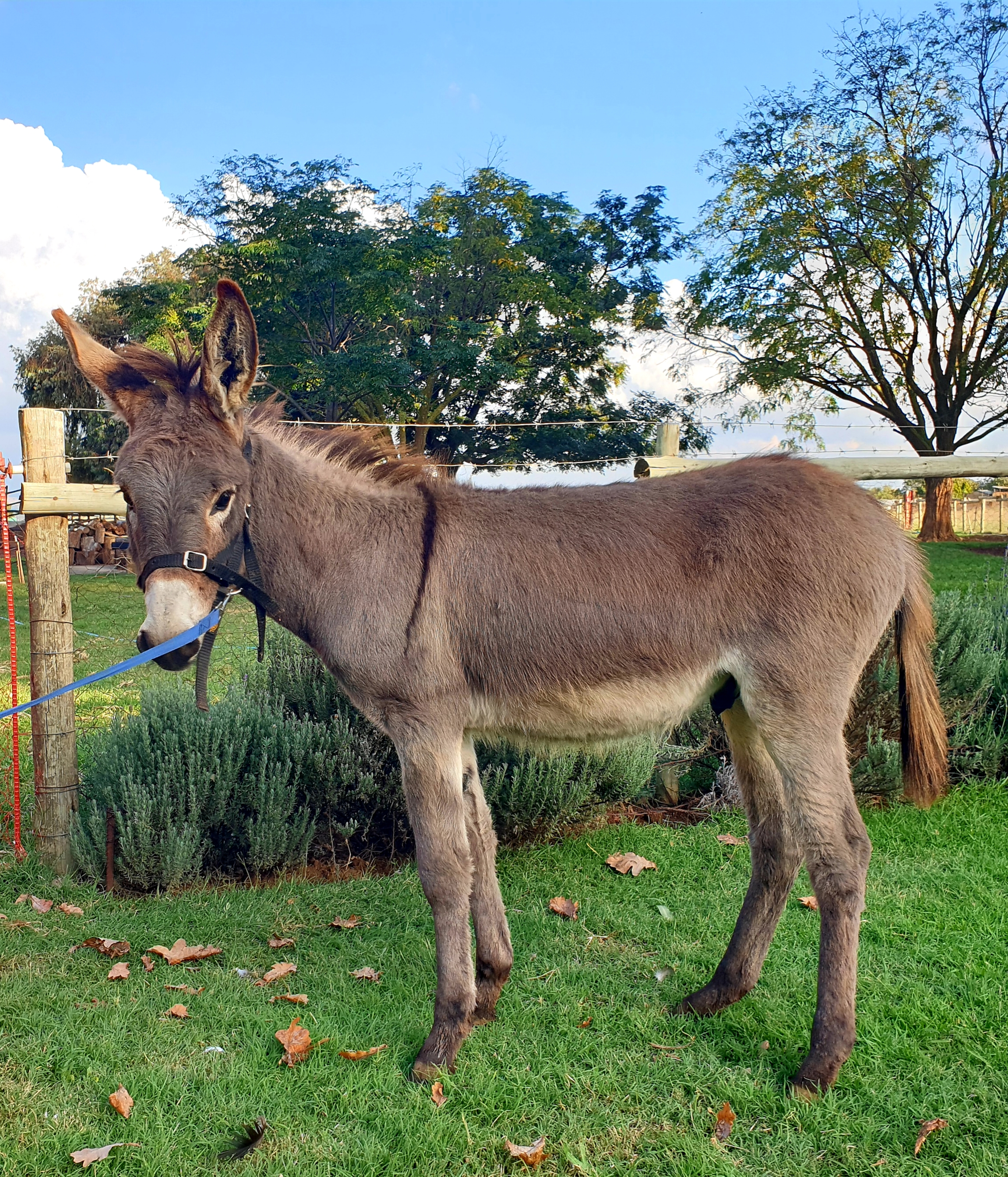 donkeysanddwarfgoats | Donkey Foals