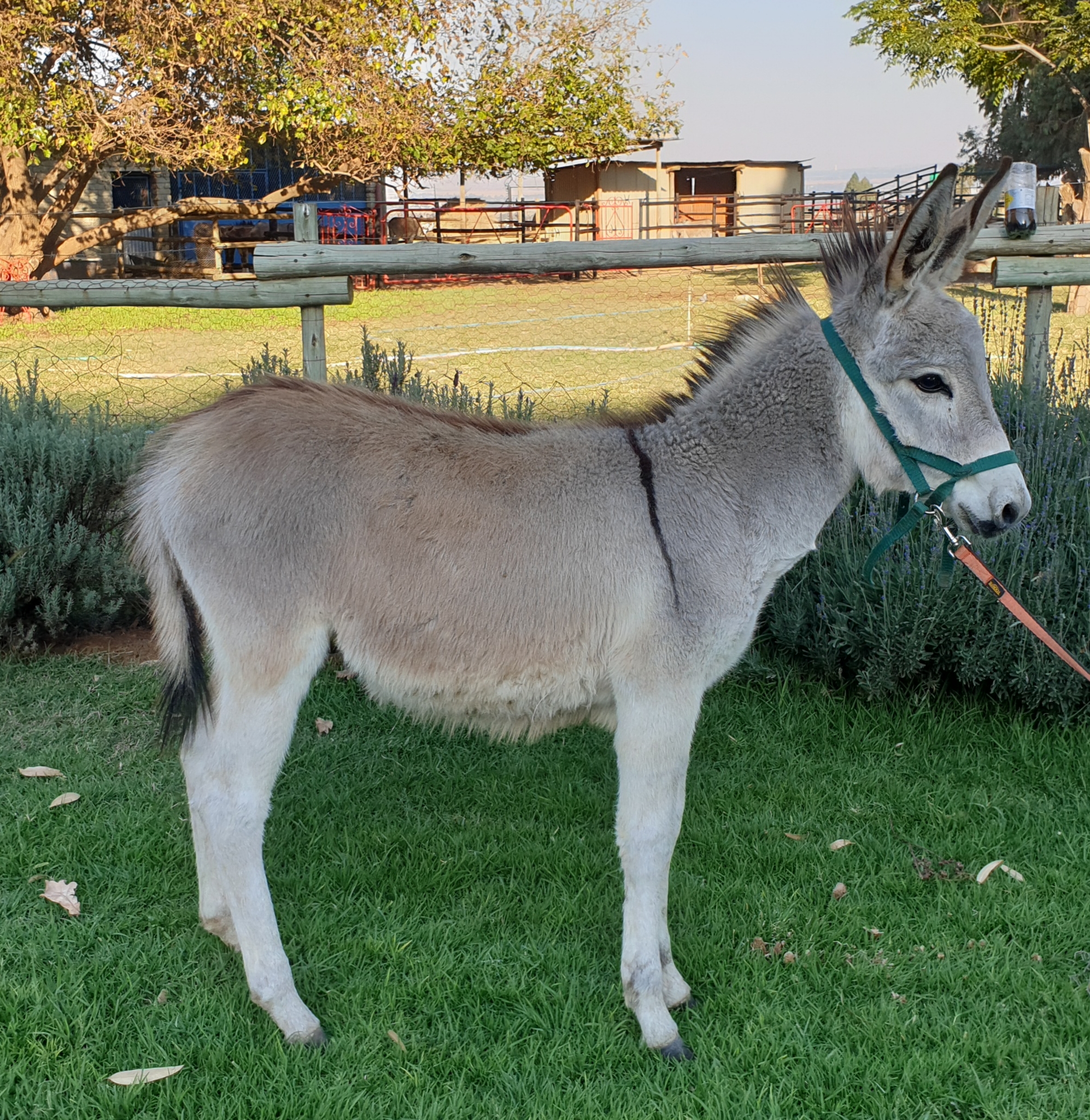 donkeysanddwarfgoats | Donkey Foals
