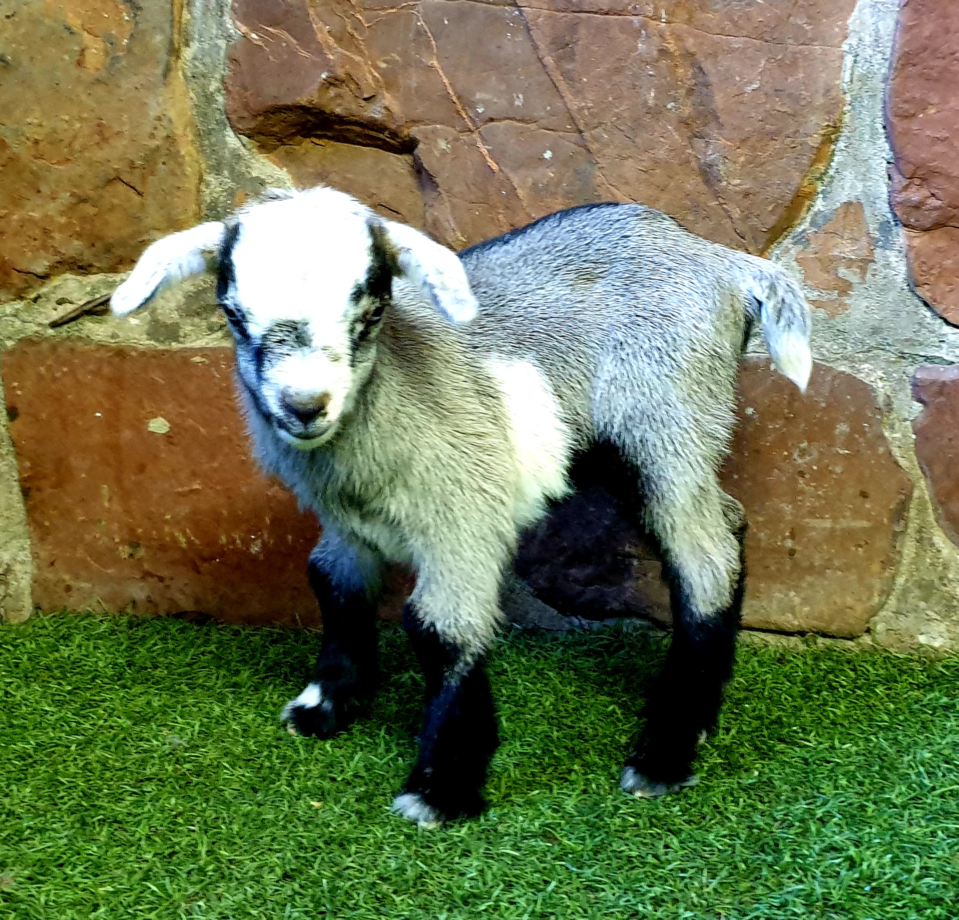 Dwarf Goats | donkeysanddwarfgoats