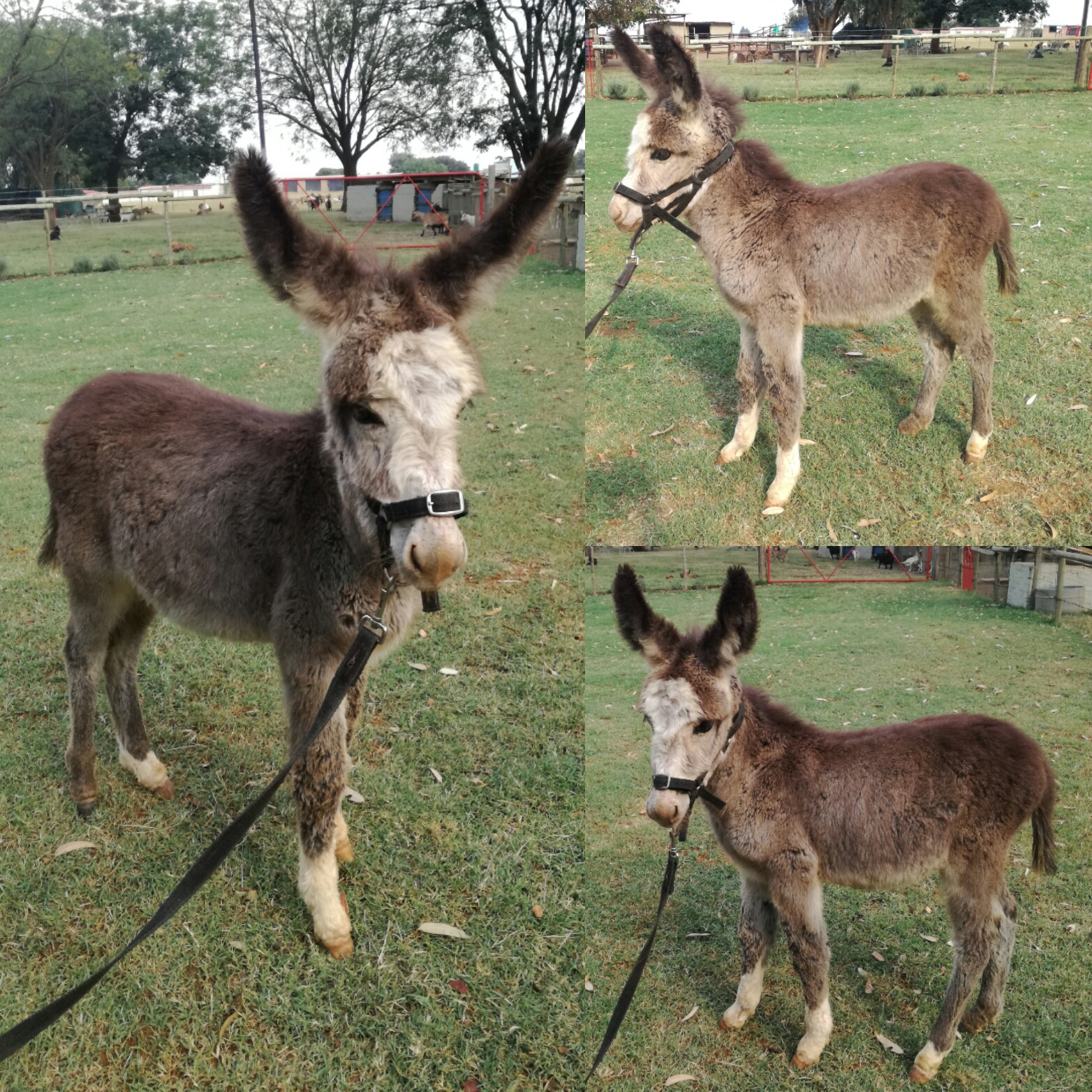 Donkey Foals | donkeysanddwarfgoats